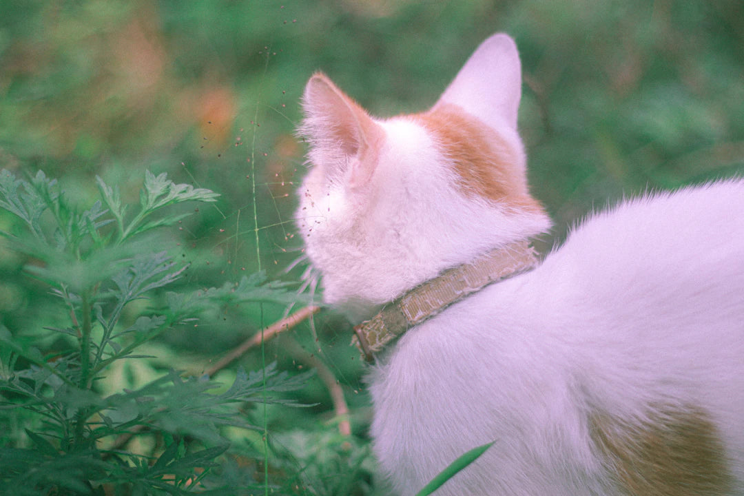 The Ultimate Guide: Catnip vs Other Herbs for Cats
