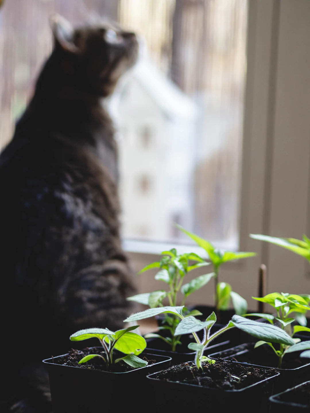 Understanding Catnip: The Science Behind Its Appeal