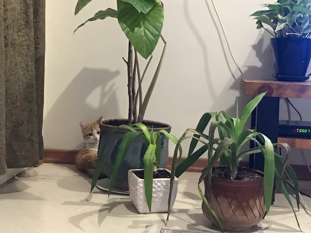 Catnip's Chemical Secrets: Why Cats Can't Get Enough!