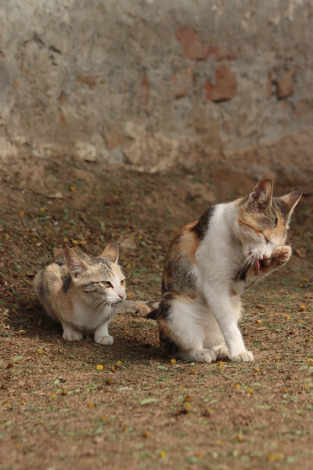 Engaging Catnip Kickers for Playful Cats and Kittens