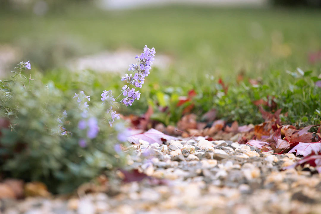 Seasonal Catnip Activities: Fun Ideas For Every Season