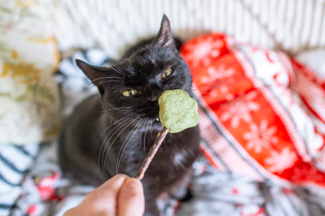 The Cultural Impact of Catnip in Pop Culture