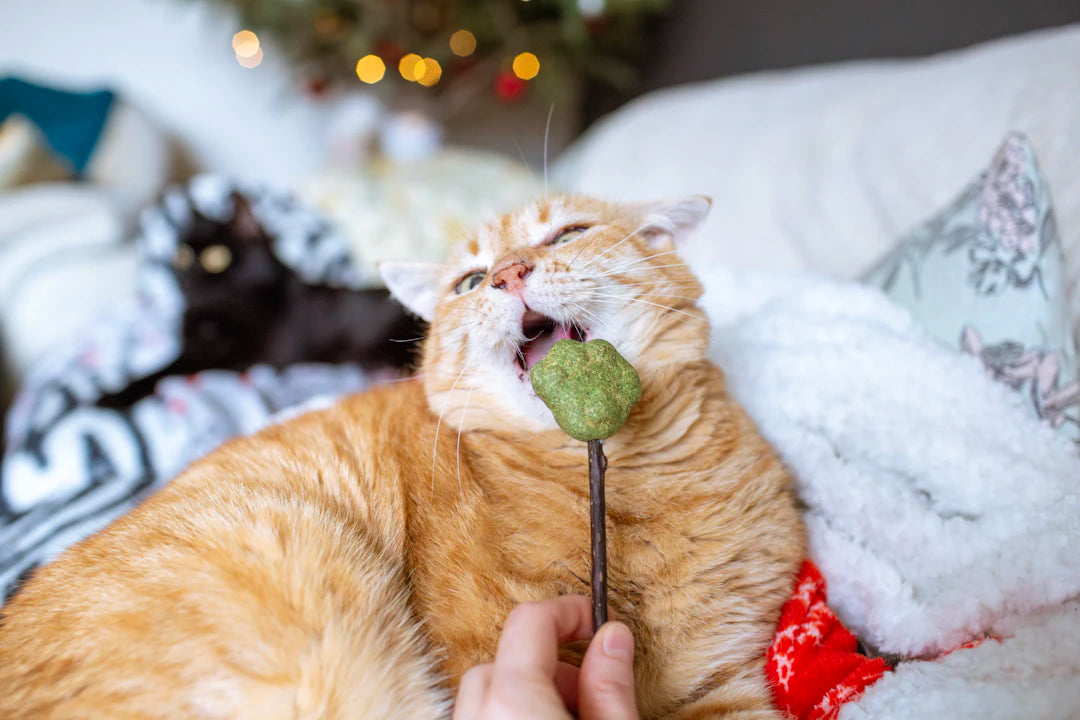 Stress Relief for Cats: The Magic of Catnip