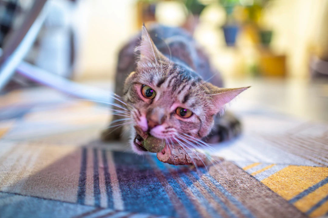 The Amazing Benefits of Catnip for Indoor Cats